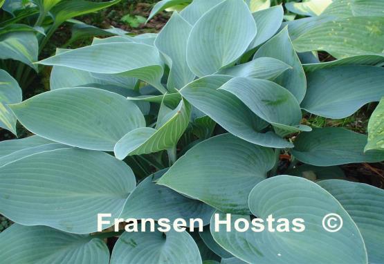 Hosta Happiness - Fransen Hostas